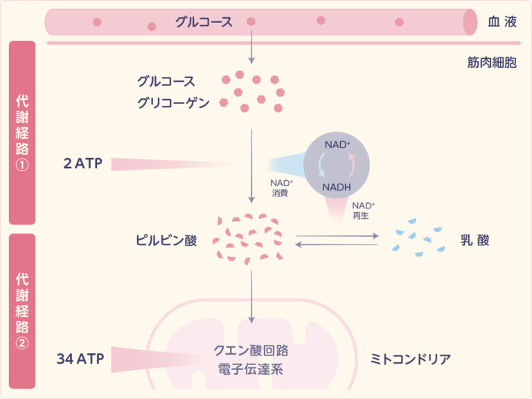 乳酸の真実 －実は疲労物質じゃなかった！？－ | 科学を伝える！研究所